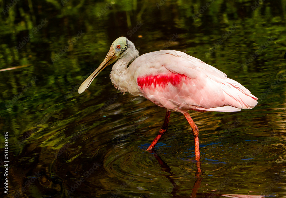 The roseate spoonbill (Platalea ajaja) (sometimes placed in its own ...