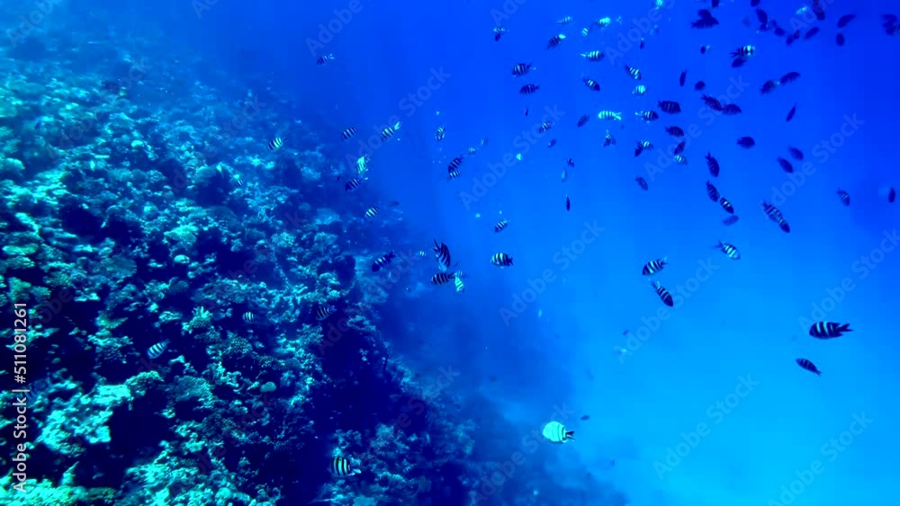 Red Sea Fauna. Static video of a coral reef in the Red Sea. Beautiful ...