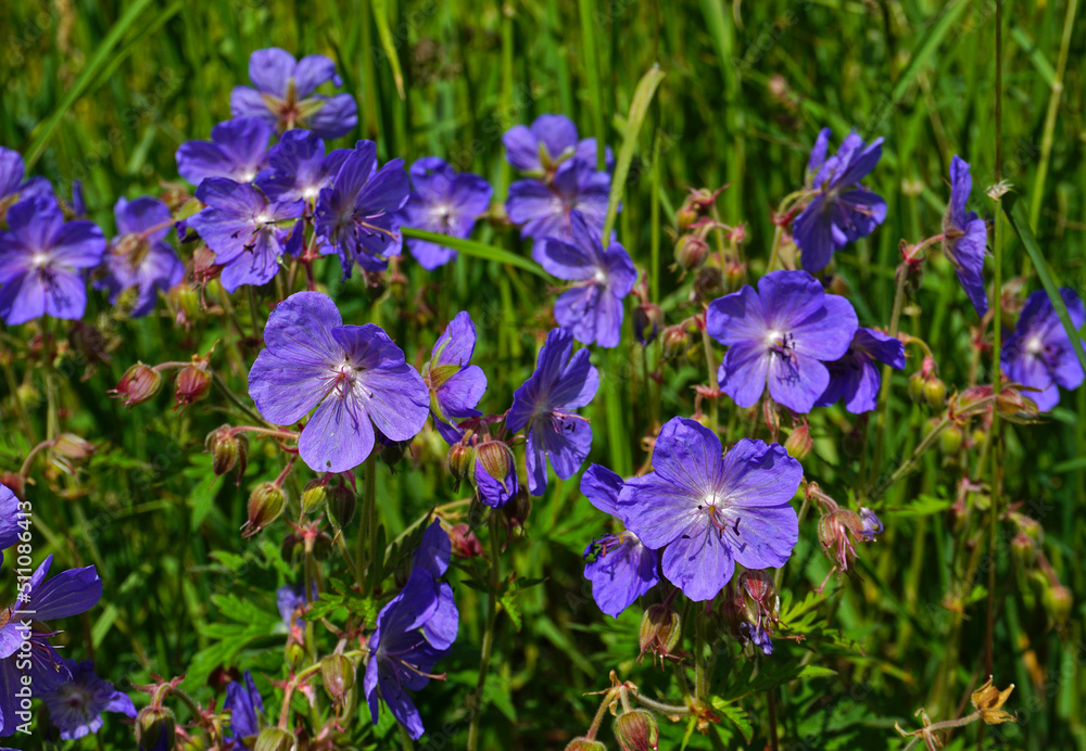 Wiesen-Storchschnabel; Geranium pratense; meadow cranesbill Stock Photo ...