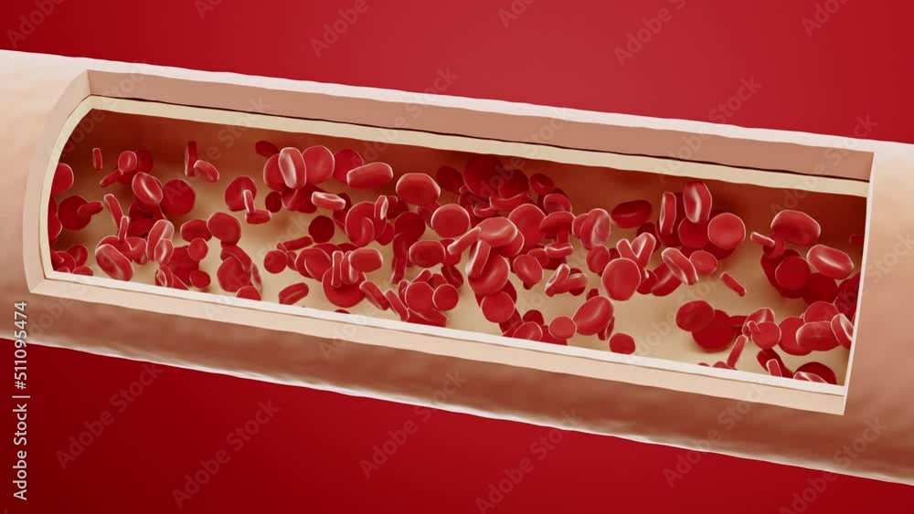 Red blood cells flow inside an artery, cross section artery view ...