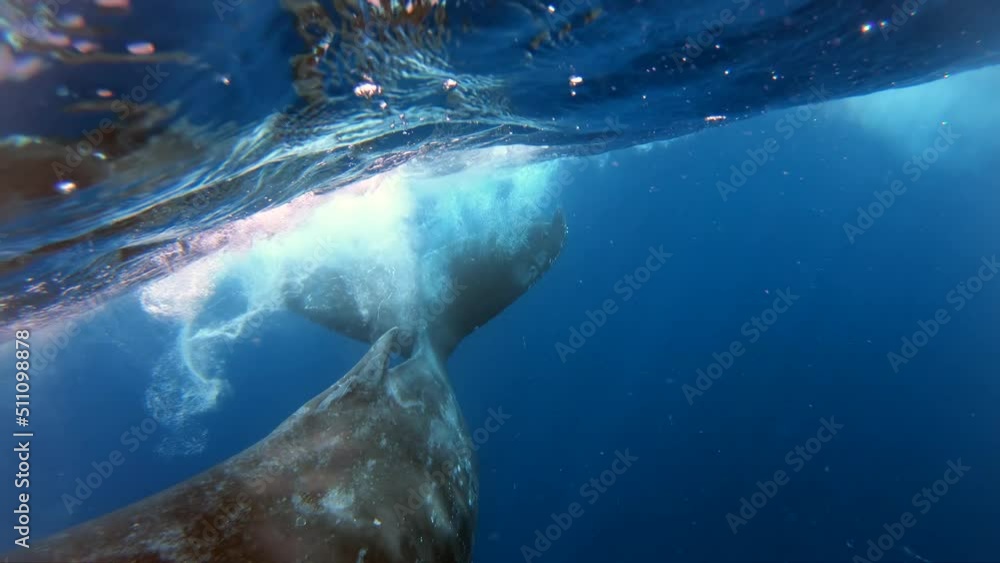 Humpback whales underwater of Pacific Ocean. Giant animal Megaptera ...
