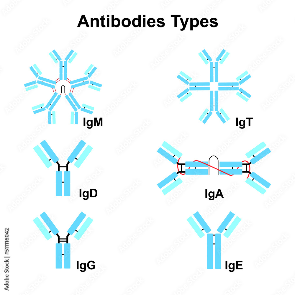 Scientific Designing of Antibodies Types. Colorful Symbols. Vector ...