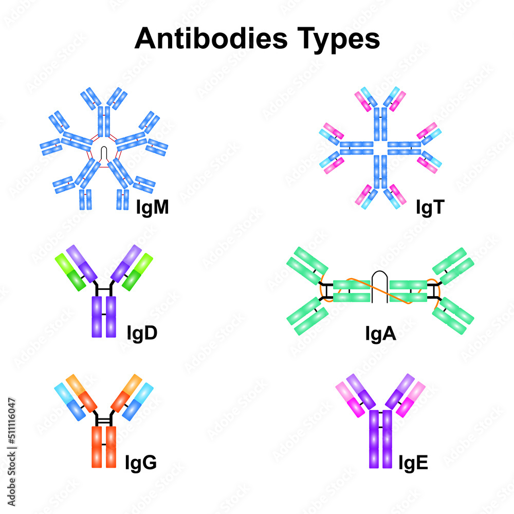 Scientific Designing of Antibodies Types. Colorful Symbols. Vector ...
