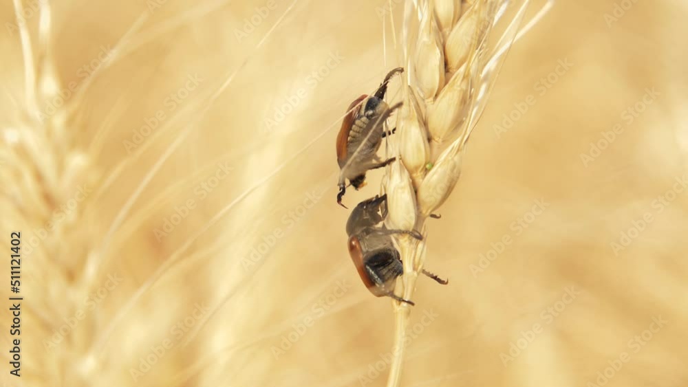 Vídeo do Stock: cereal crops field field. Agriculture. Harmful beetles ...