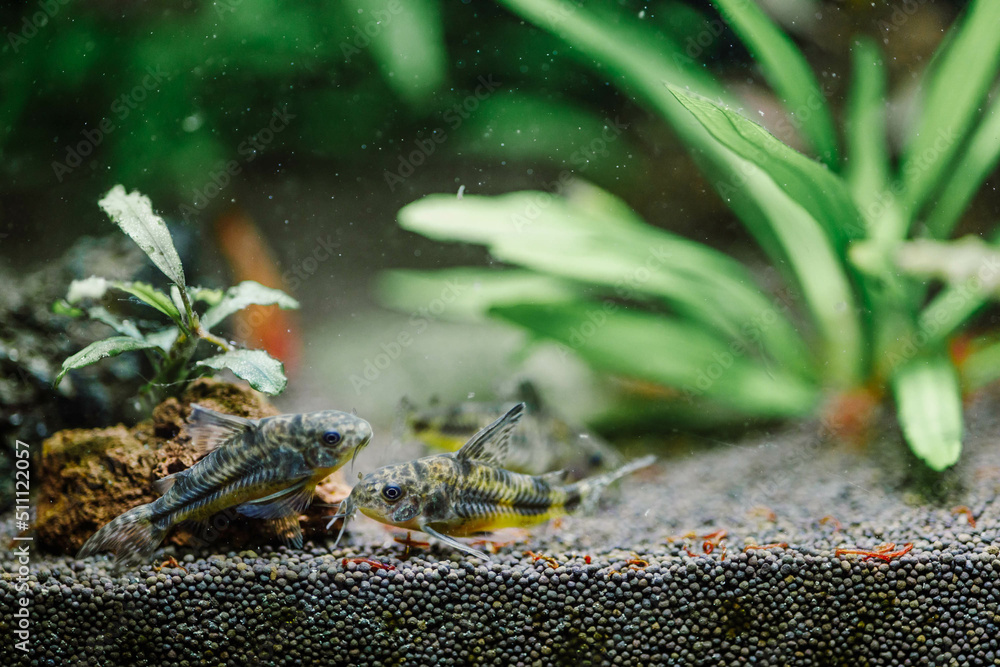 Corydoras aquarium fish in a freshwater aquarium with underwater plants ...