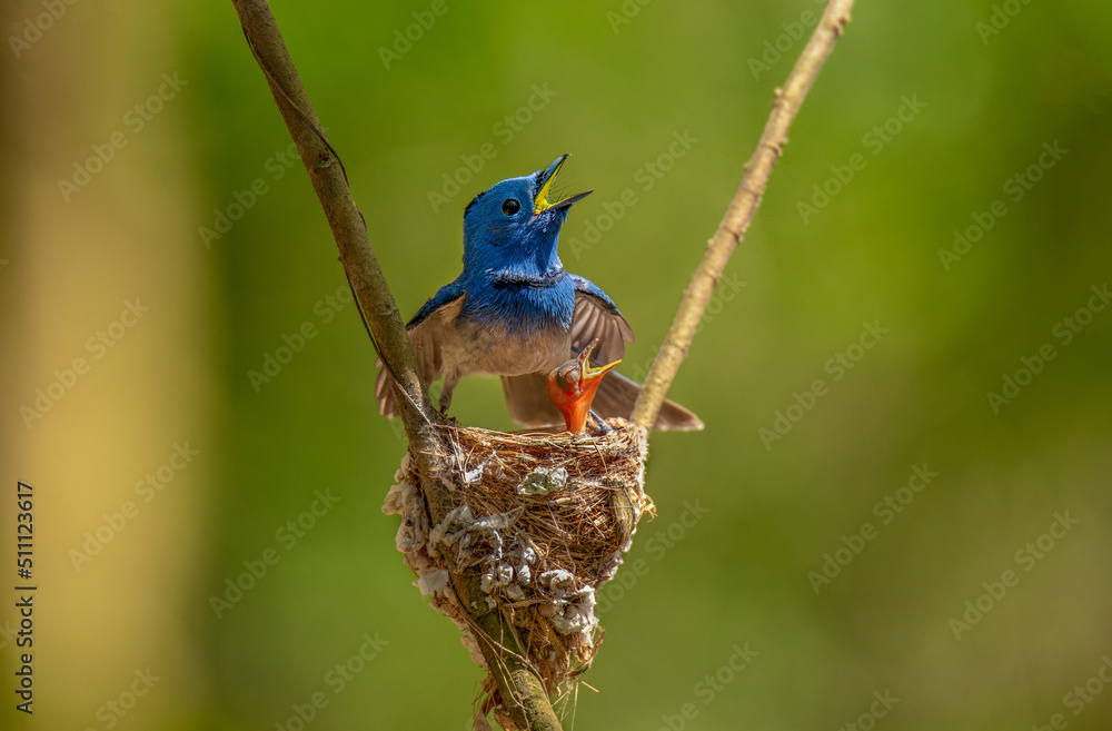 A captivating wildlife moment captured as a black-naped monarch bird ...