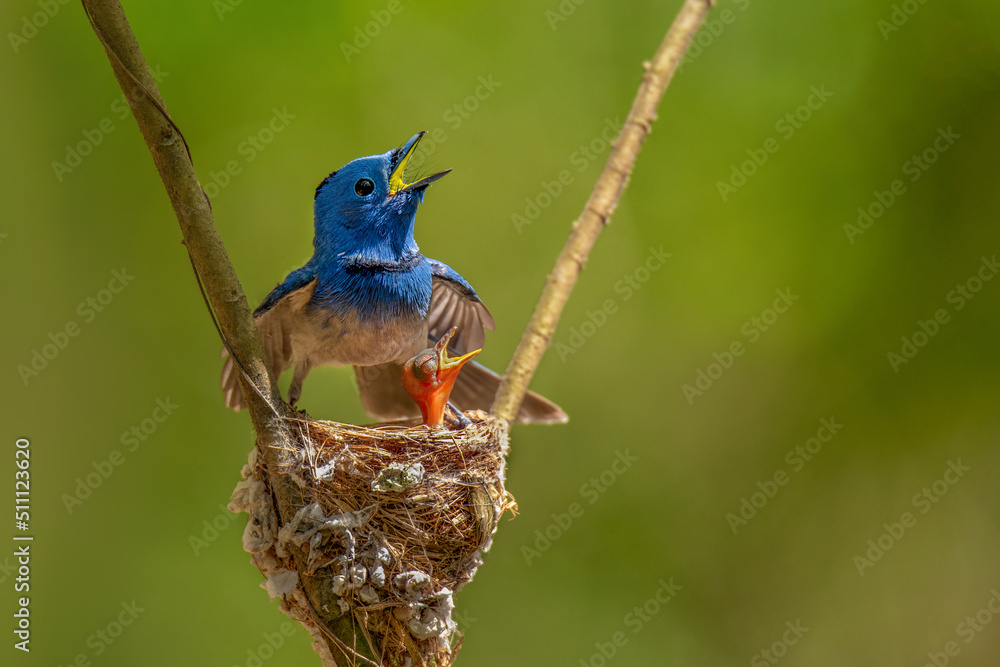 A captivating wildlife moment captured as a black-naped monarch bird ...