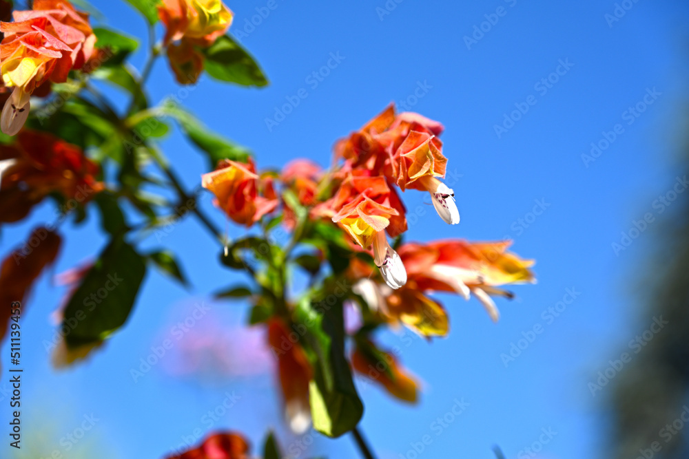 Justicia brandegeeana, the Mexican shrimp plant, shrimp plant or false ...