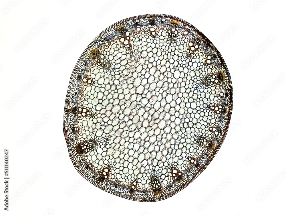 plant stem (dahlia stem) cross section under the microscope showing ...