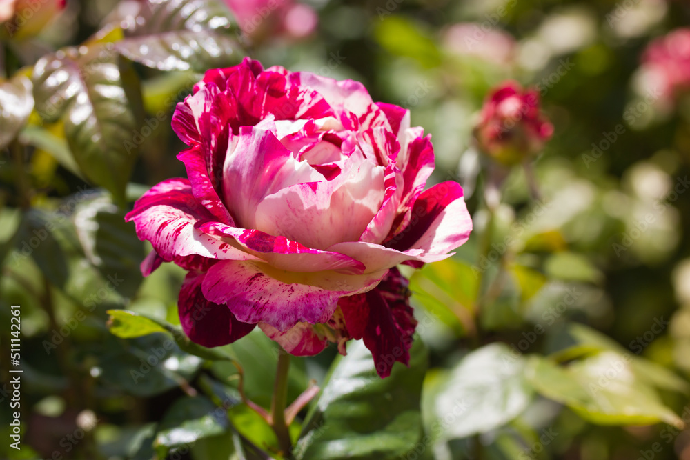 Bicolor shrub roses growing in botanical garden, rosarium flowerbed ...