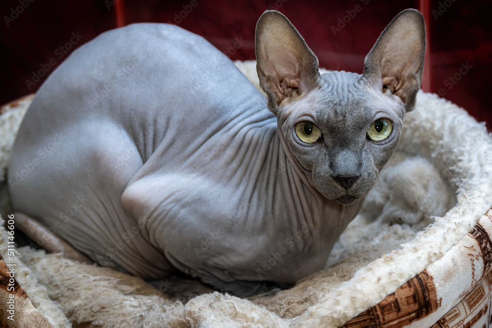 Cute cat of Sphynx breed of gray color with green eyes close-up. Sphynx ...