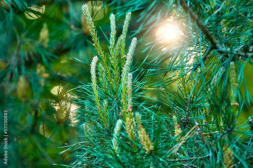 Stone pine, botanical name Pinus pinea, Italian stone pine, umbrella ...