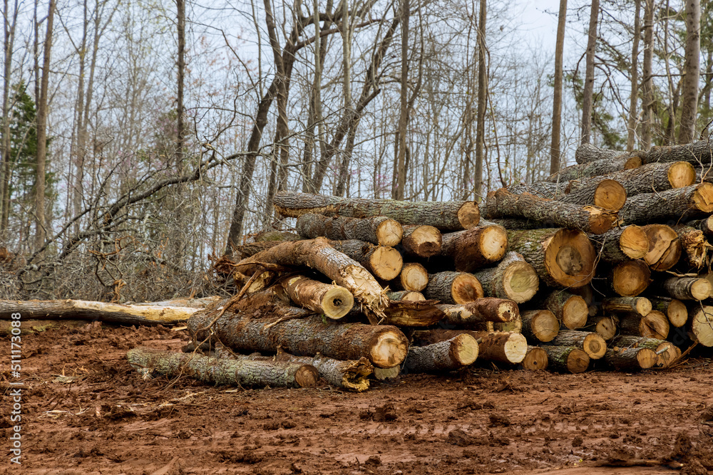 New development with trees have been cleared on land clearing forest ...