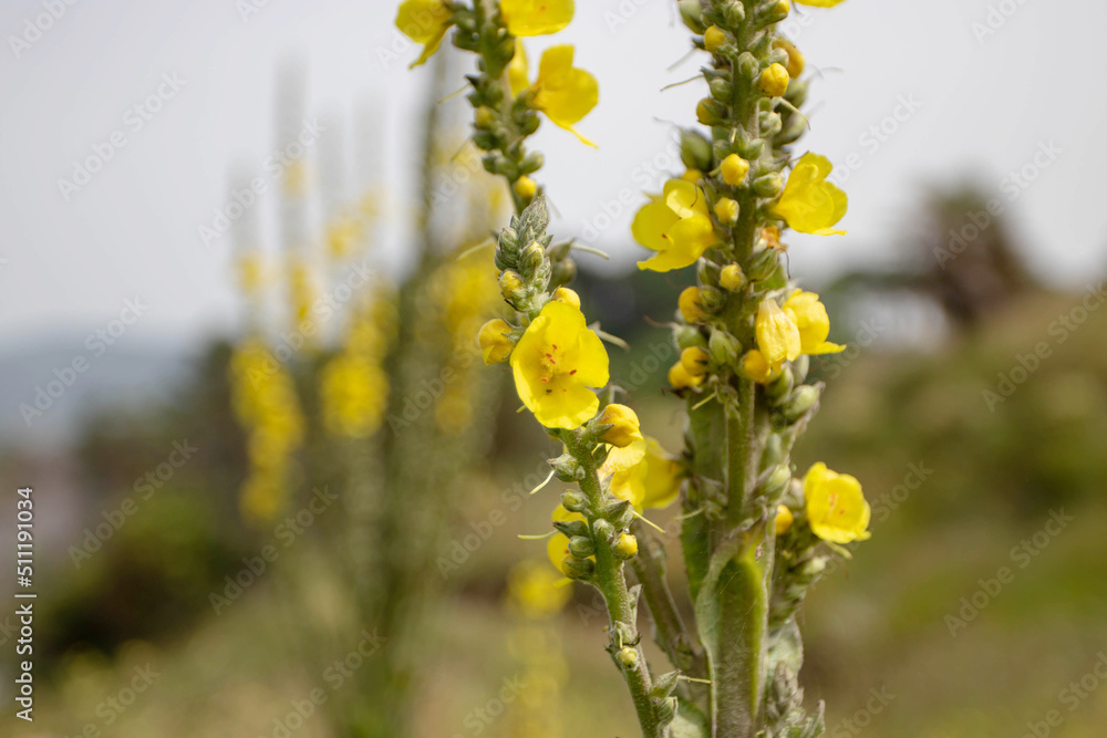 Verbascum thapsus or common mullein plant with yellow flowers Stock ...