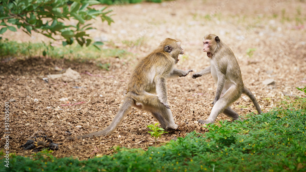 Portrait, Two monkeys or Macaca in the forest park are fighting each ...