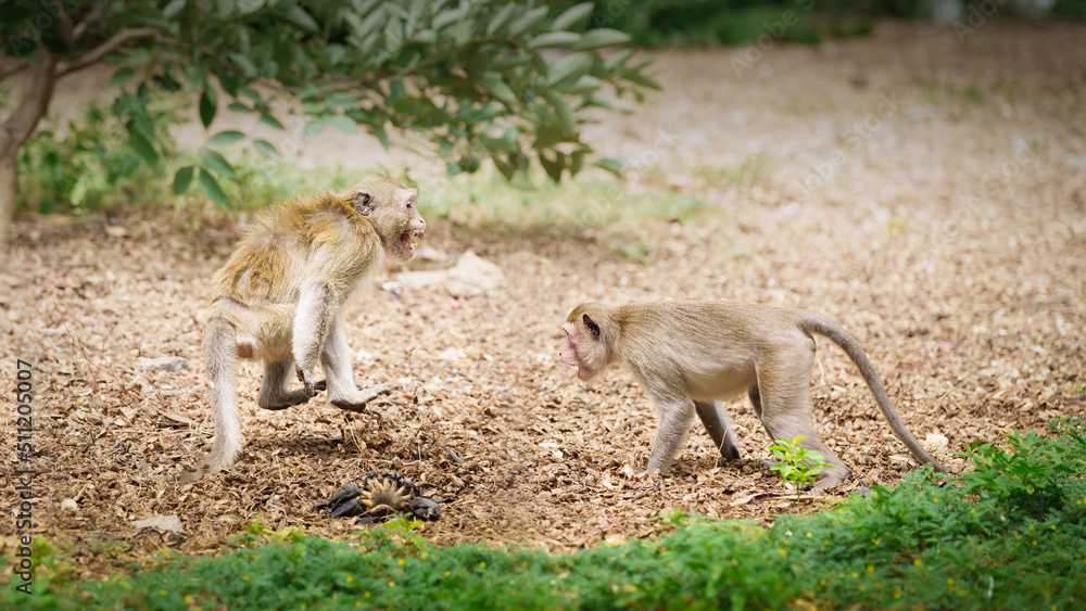 Two monkeys in the forest park are fighting each other. Controversy for ...