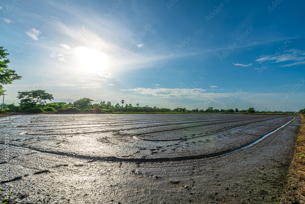 landscape scenery mud and water in a rice field Preparation of paddy ...