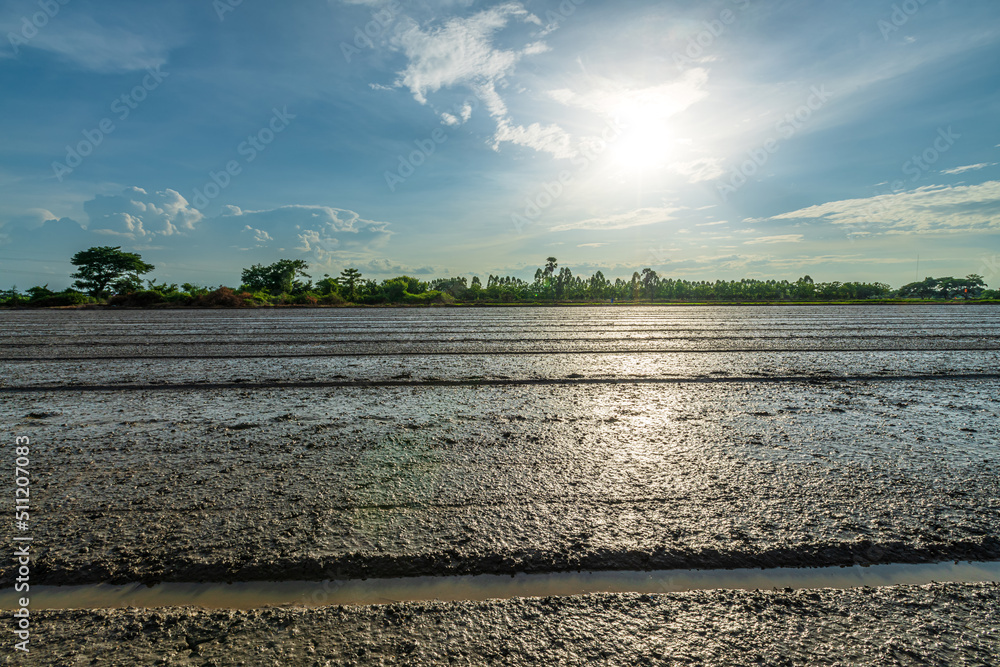 landscape scenery mud and water in a rice field Preparation of paddy ...