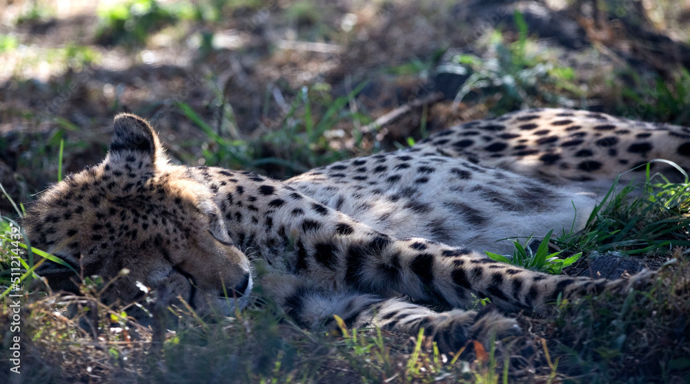 Agile Animal