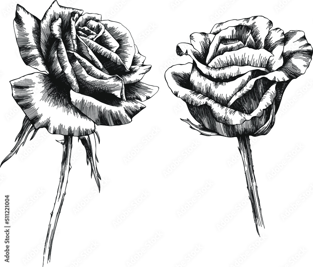Rose flower outline vector. Hand drawn vector set Stock Vector | Adobe ...