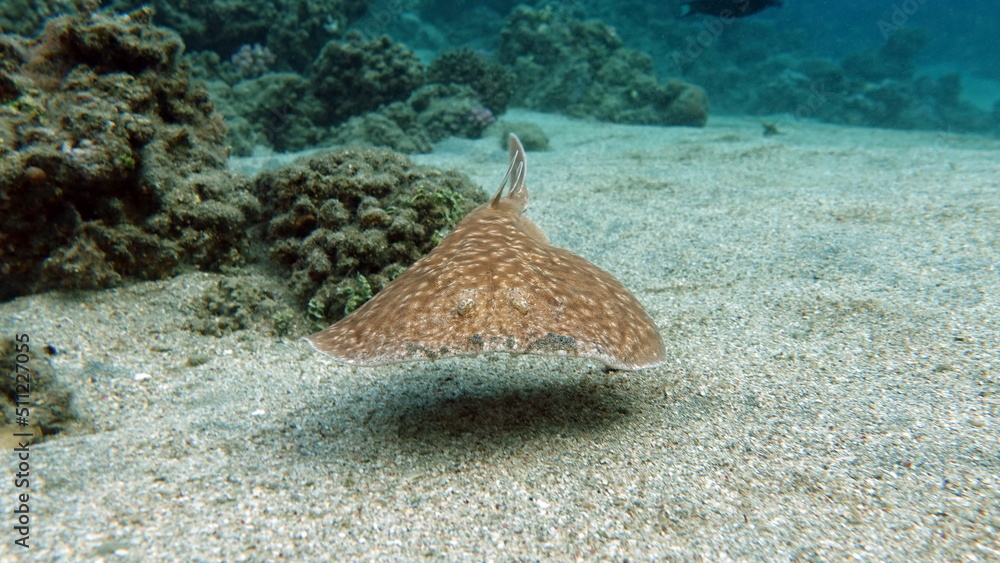 Stingrays. Leopard electric stingray. this electric ray grows up to 100 ...