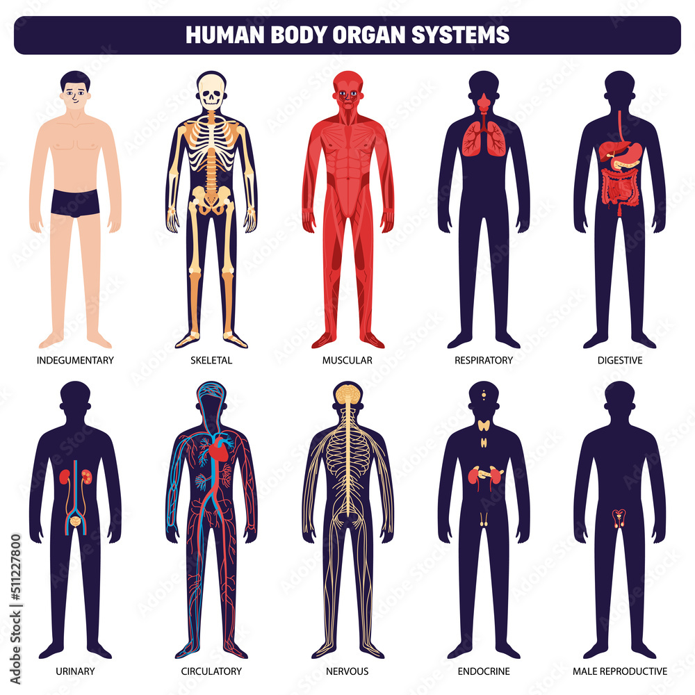 Human Body Organ Systems Icon Set Stock Vector | Adobe Stock