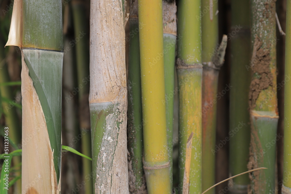 dry bamboo texture with a large size that in bamboo forest. details of ...