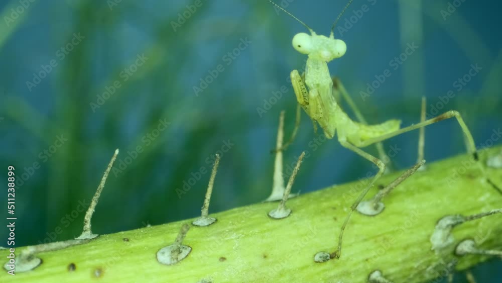 Newborn green Praying Mantis sit on prickly branch turns its head ...