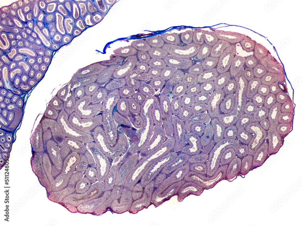 rabbit testicle cross section under the microscope - optical microscope ...