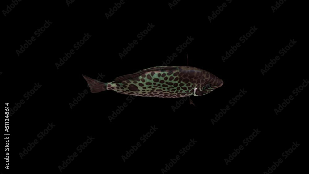 Guttatus Fish Top View animation.Full HD 1920×1080.8 Second Long ...