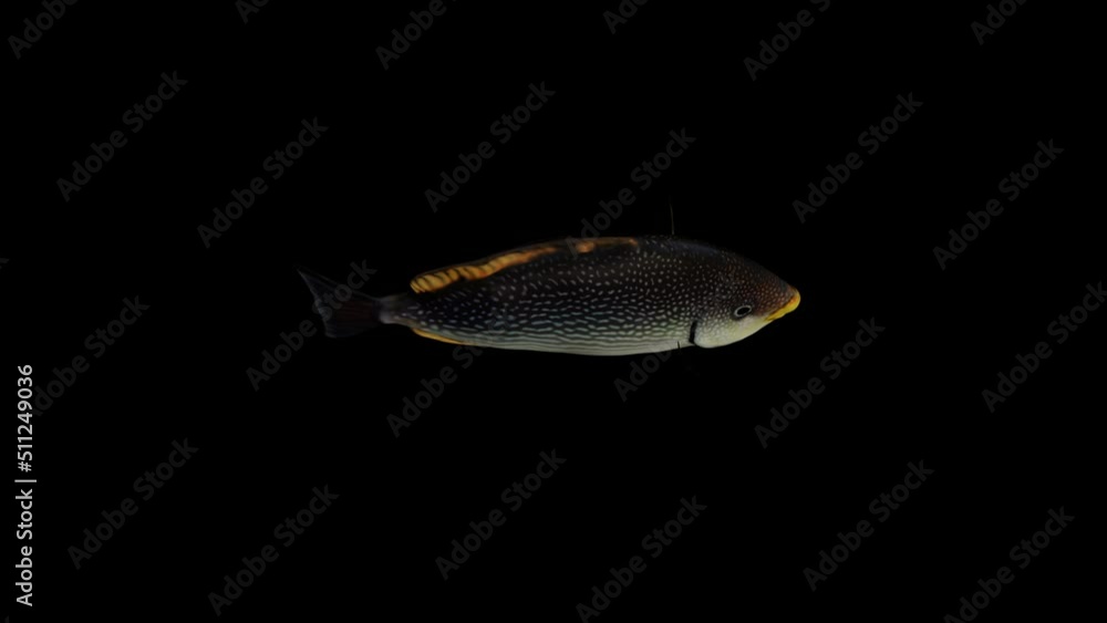 Javes Fish Top View , animation.Full HD 1920×1080.8 Second Long ...