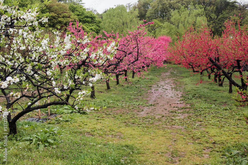 Beautiful flowering peach trees at Hanamomo no Sato,Iizaka Onsen ...