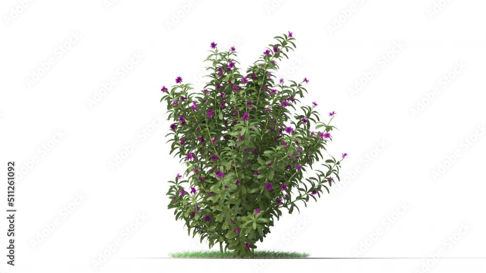 Growing flower on a white background 3D animation growth grow from ...
