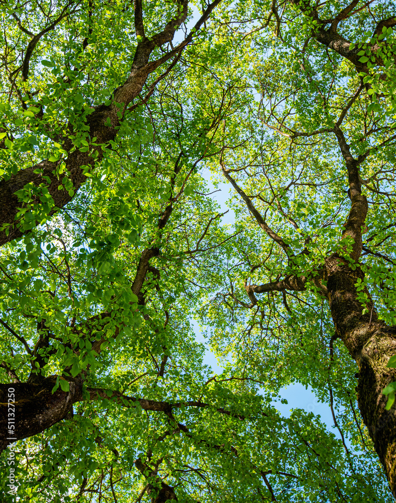 The blue sky through the green tree tops of tall big old trees in a ...
