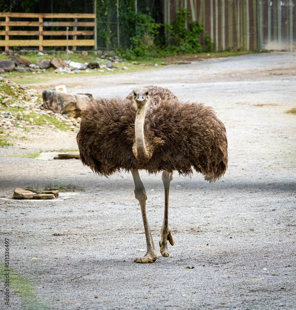 Ostrich strutting forward with wings out in a zoo setting. Stock Photo ...