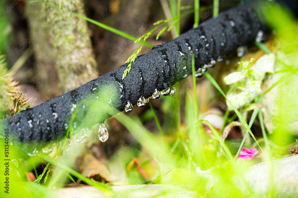Automatic garden watering - drops of water emerge from a spray hose and ...
