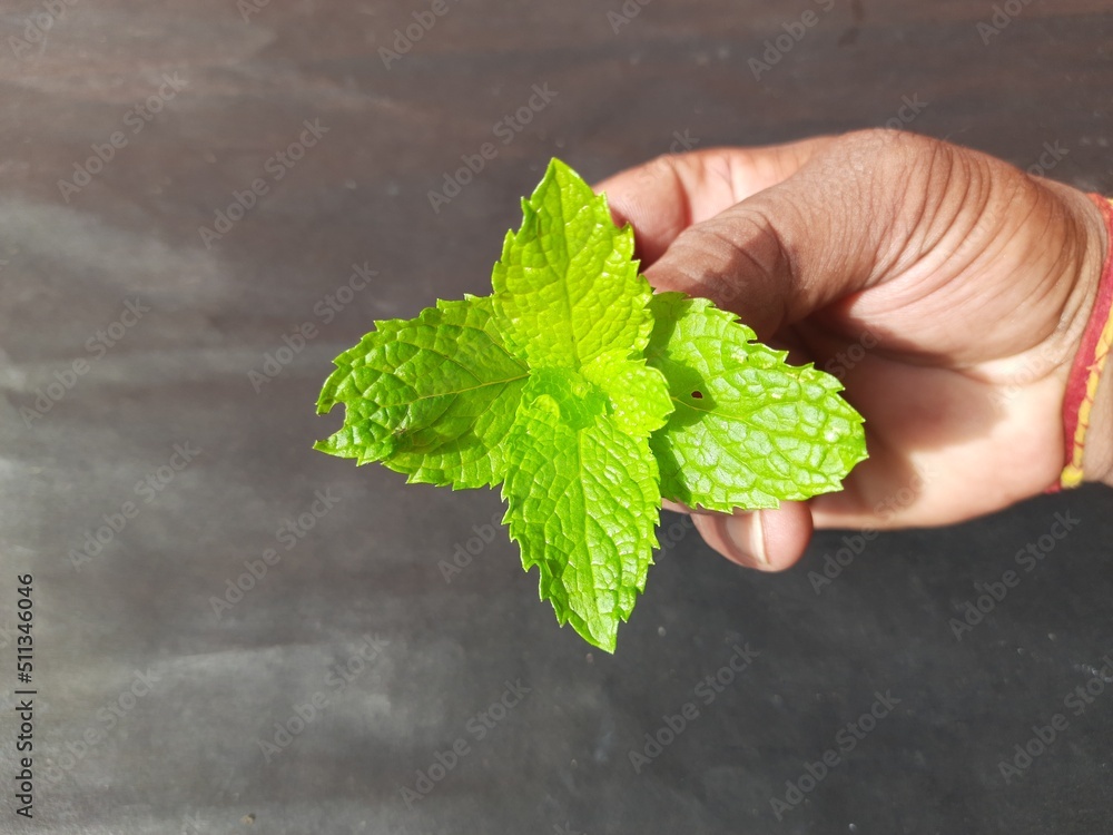 Mint leaves in farmer hand in black background. Mint is a perennial ...
