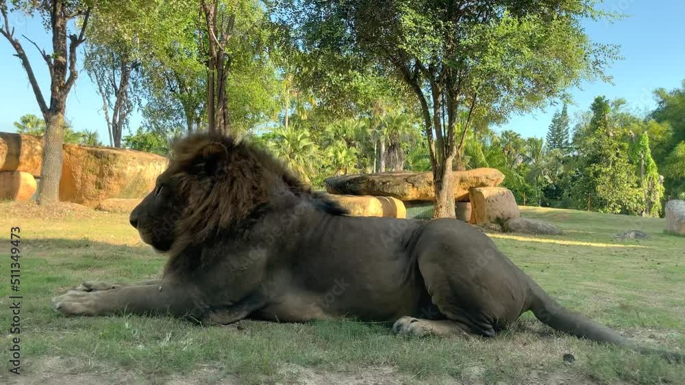 Wild animals. Young lion lies on the grass opposite a pile of stones ...