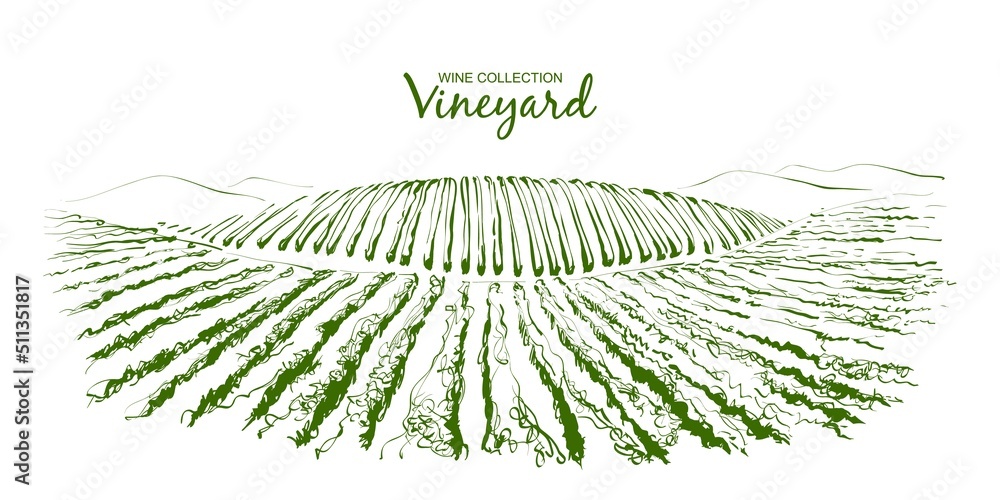 Vector Vine plantation hills landscape. Drawing of rows of vineyards ...