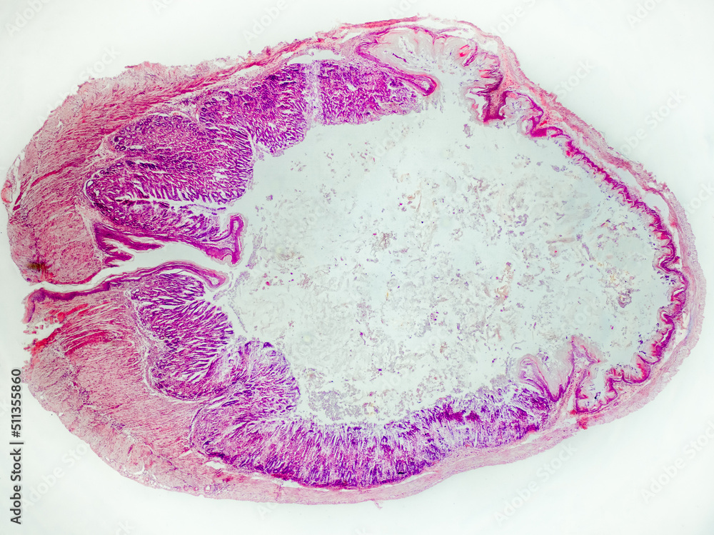 rat stomach cross section under the microscope showing muscle, gastric ...