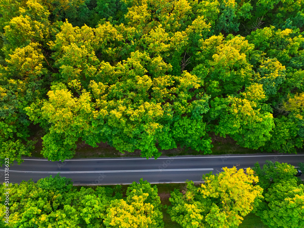 Top view of the forest trees and the road through the forest. Aerial ...