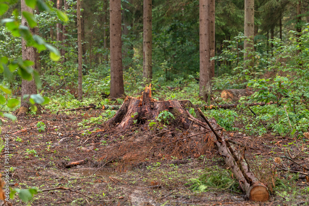 The stump was left from a big old tree in the wild forest. The old ...