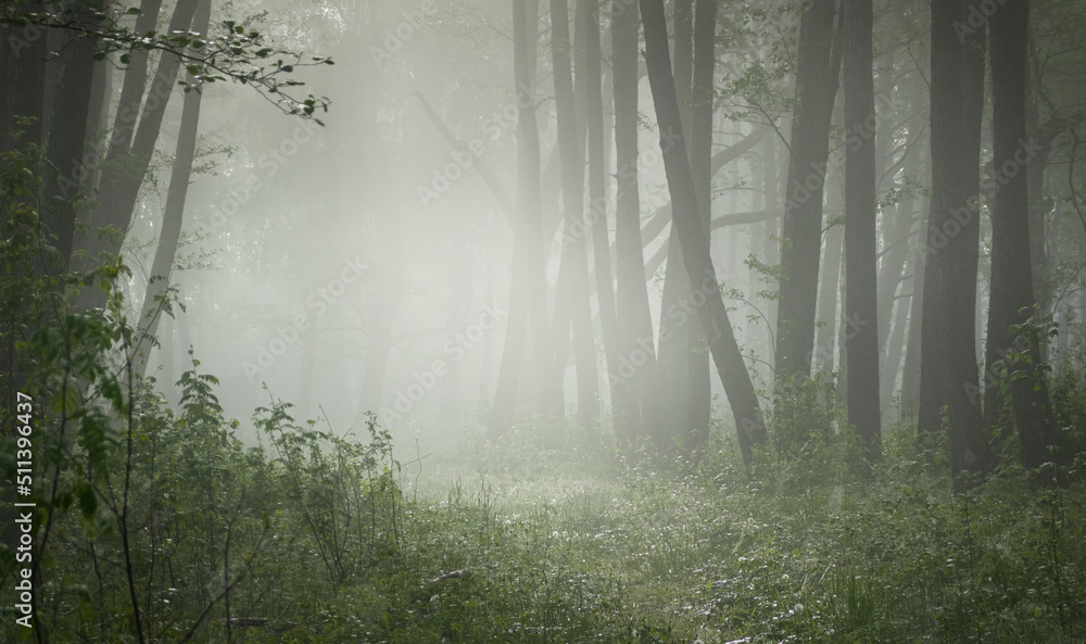 Pathway through the majestic deciduous forest in a fog at sunrise. Soft ...