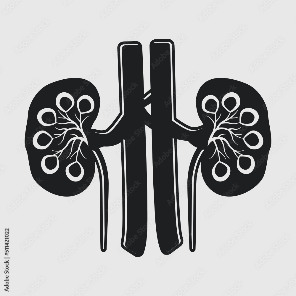 Kidney Silhouette SVG Bundle, Kidney Anatomy Svg, Doctors Svg, Urinary ...
