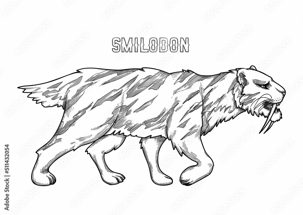 Graphic saber-toothed cat isolated on white background. Stock Vector ...