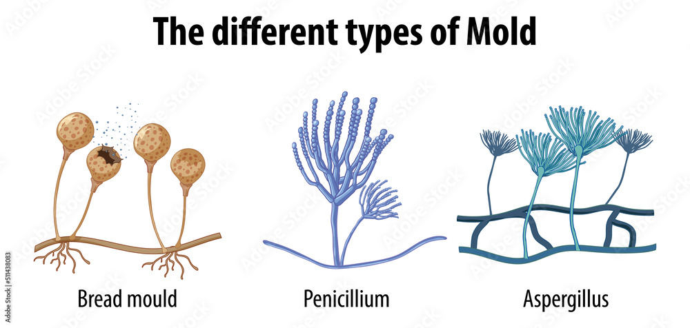 The different types of mold Stock Vector | Adobe Stock