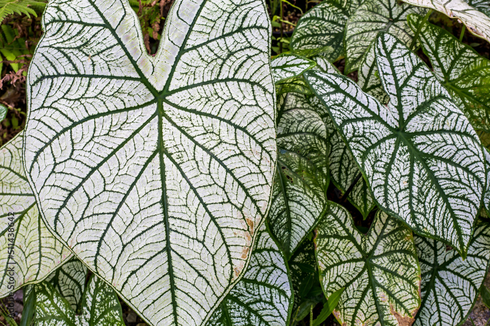 White caladiums (Angel Wings) with red veins and green margins.Bon ...