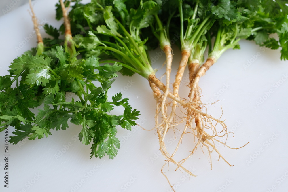 coriander green leaves with roots placed on a white background with ...