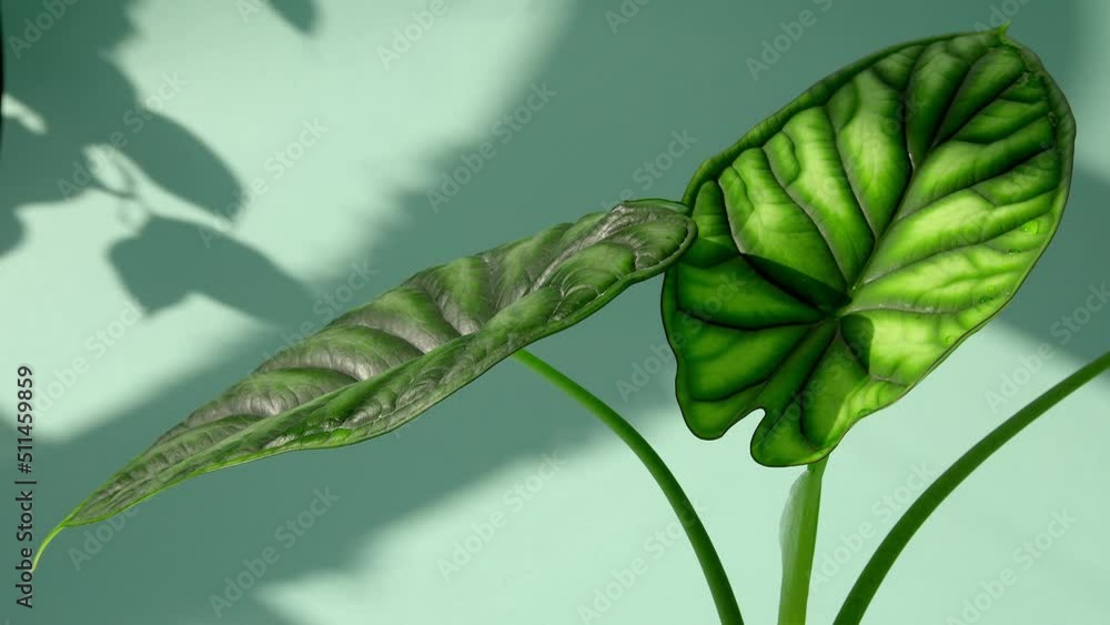 Beautiful alocasia dragon scale flower on a blue background with a ...