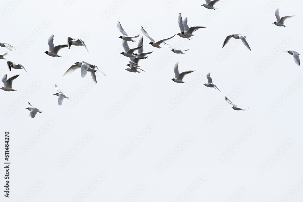 Pájaros volando por el cielo foto de Stock | Adobe Stock